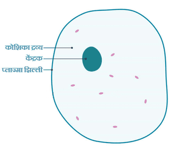 कोशिका - cell - BPSC RIGHT WAY